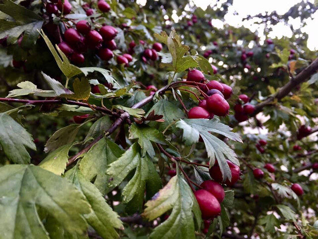 Etnobotanica e folklore – Eleonora Matarrese